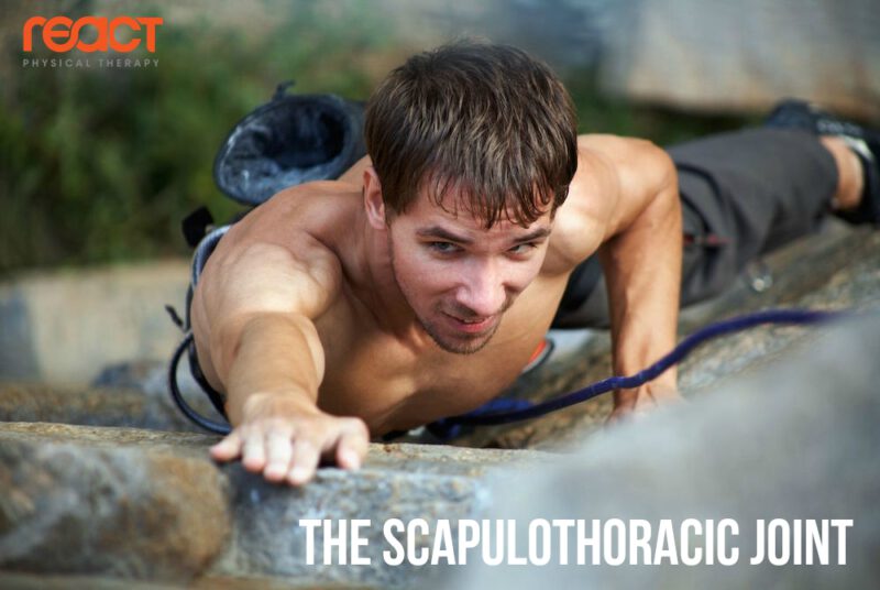The Scapulothoracic Joint - React Physical Therapy Blog