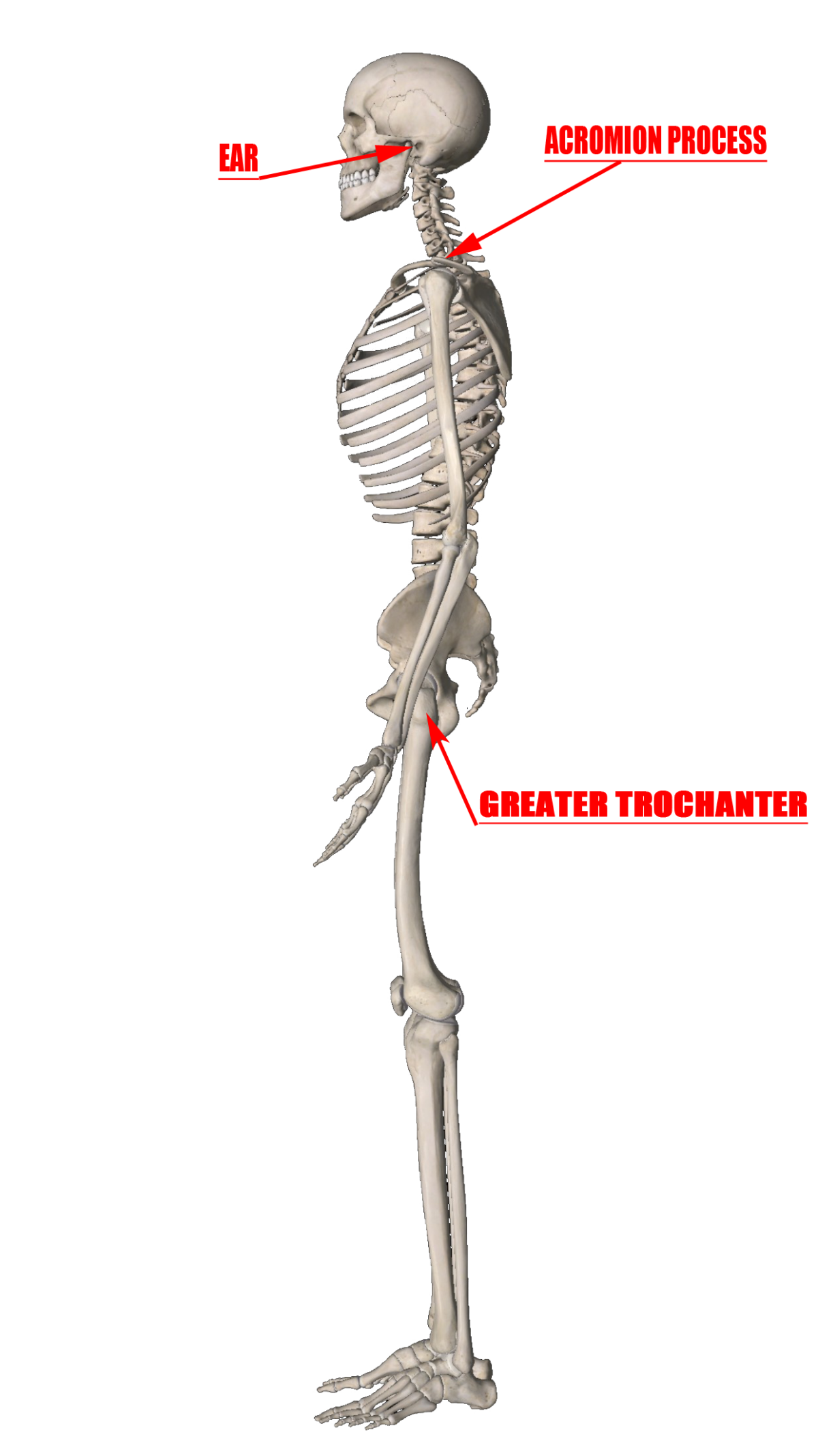 5 Simple Tests to See If Your Body Is out of Alignment - React Physical ...