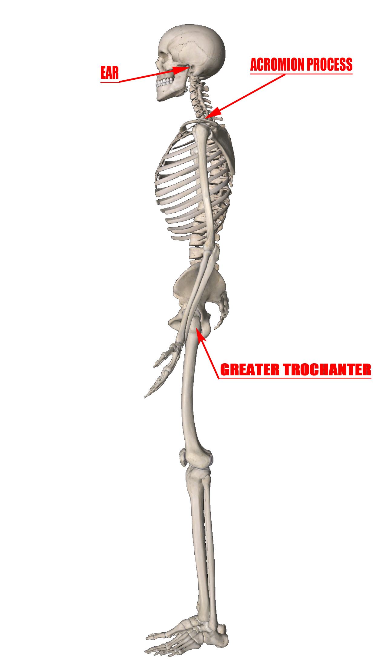 5 Simple Tests to See If Your Body Is out of Alignment - React Physical ...